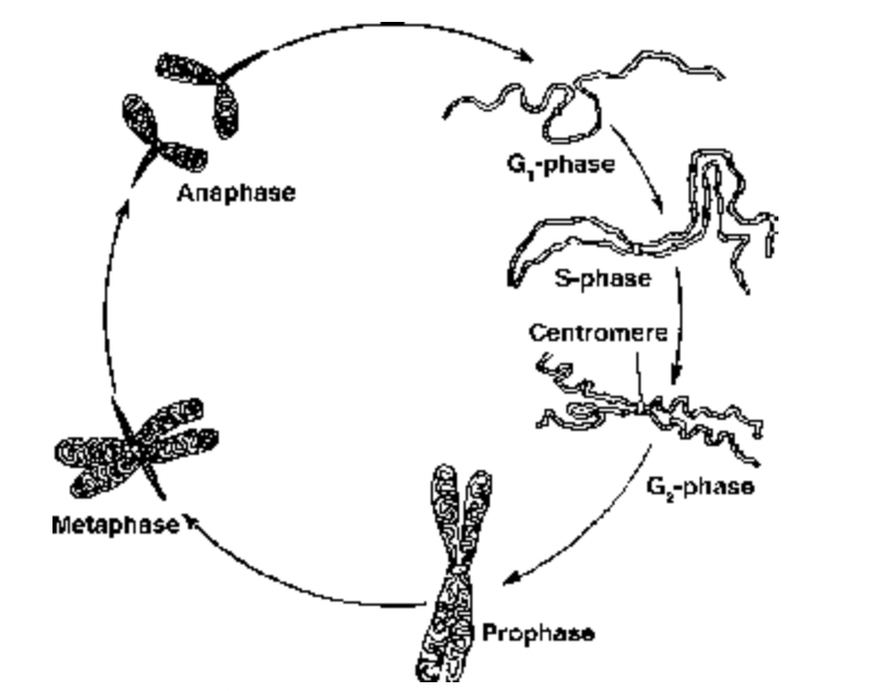 Types Of Cell Division Cell Cycle 7705
